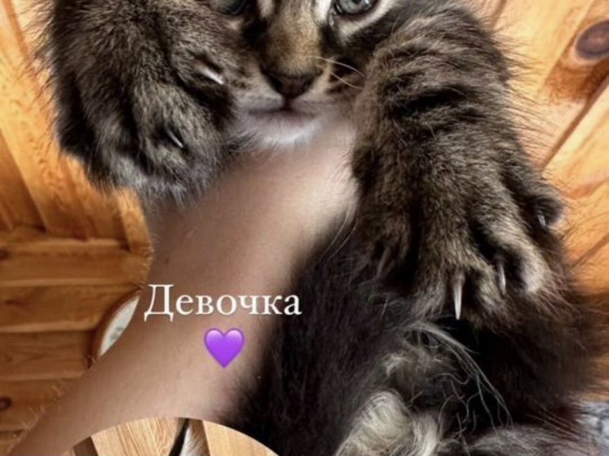 Котята мейнкуна