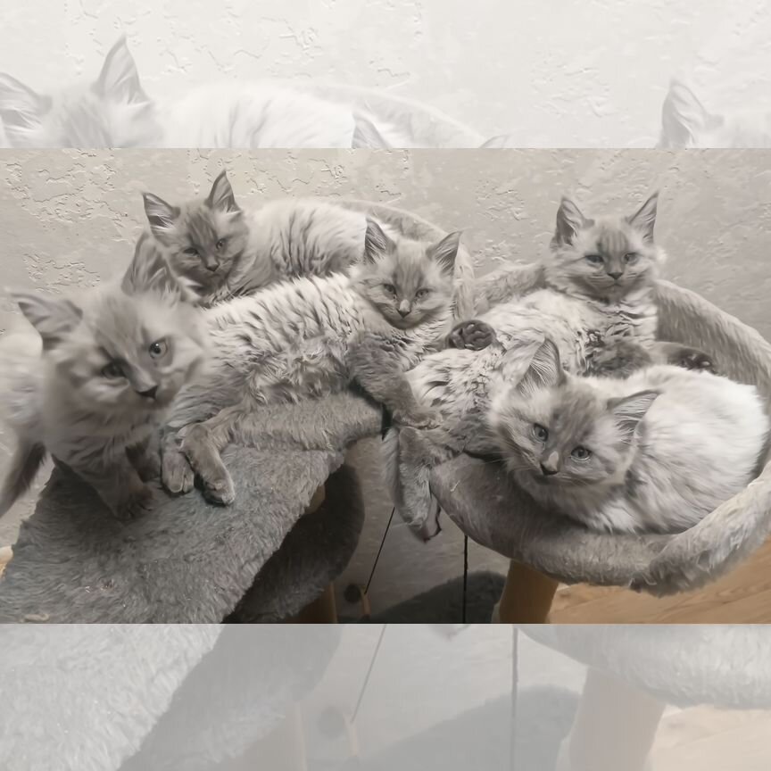 Мейн-кун котёнок