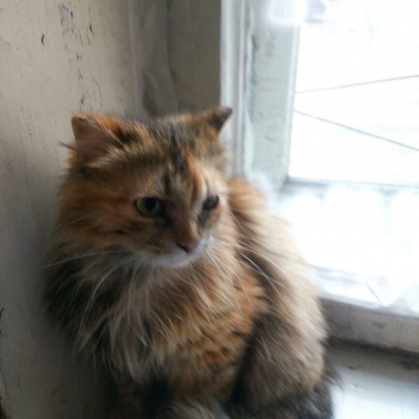 Кошка