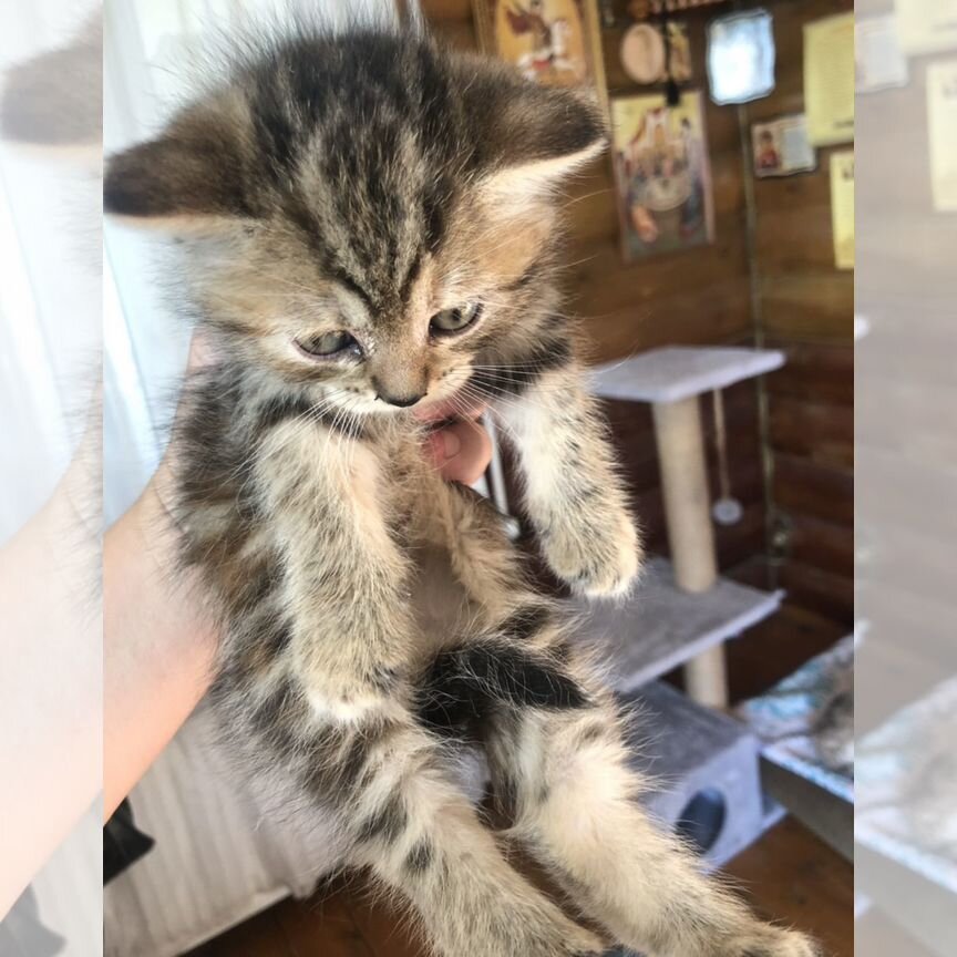 Котята метисы шотладцы