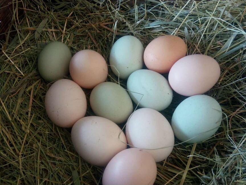 Яйцо инкубационное+ мускусные утки