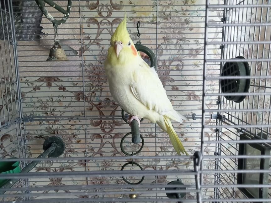 Попугай корелла с клеткой