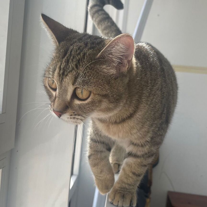 Шотландский прямоухий короткошёрстный котёнок