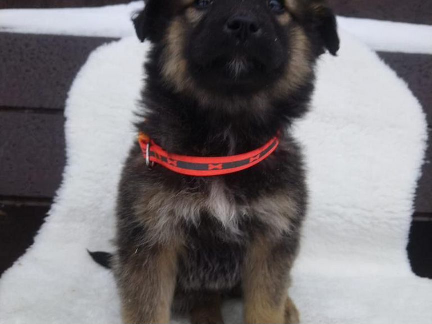 Щенок в добрые руки бесплатно