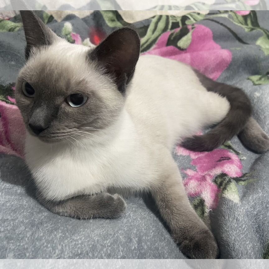 Сиамский котёнок