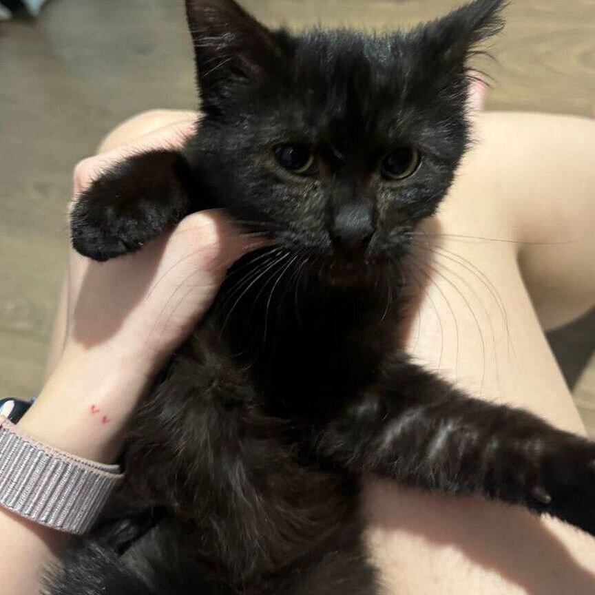 Черный котенок