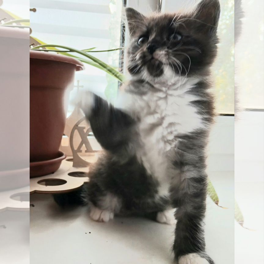 Котенок