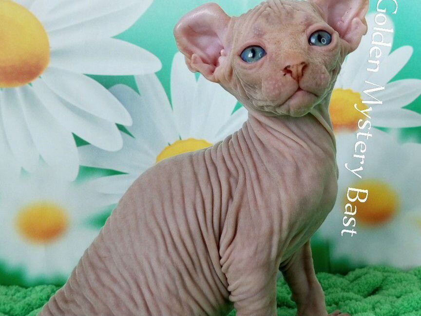 Эльф Сфинкс