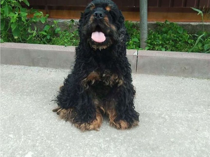 Американский Кокер