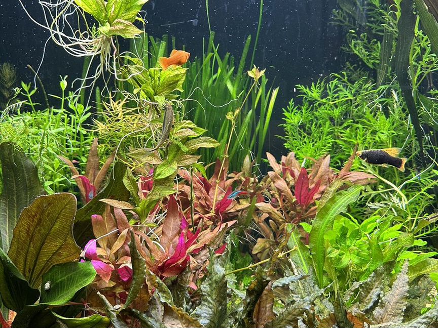 Эхинодорус тропика