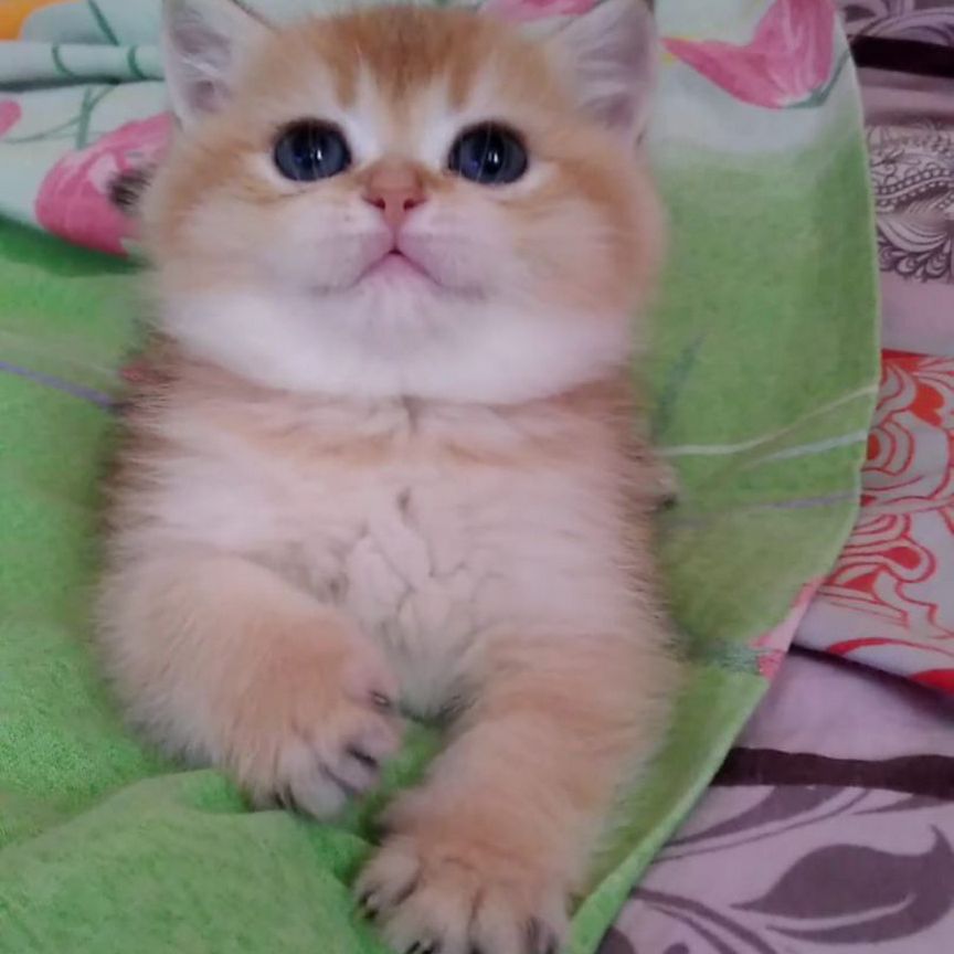 Шотландские котята