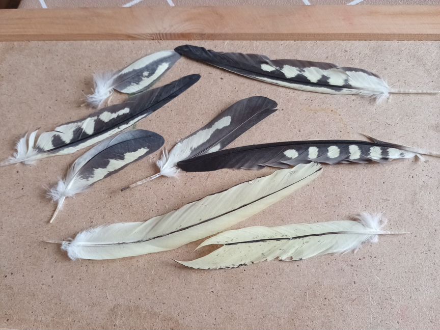 Перо кореллы, для аксессуаров, для рукоделия