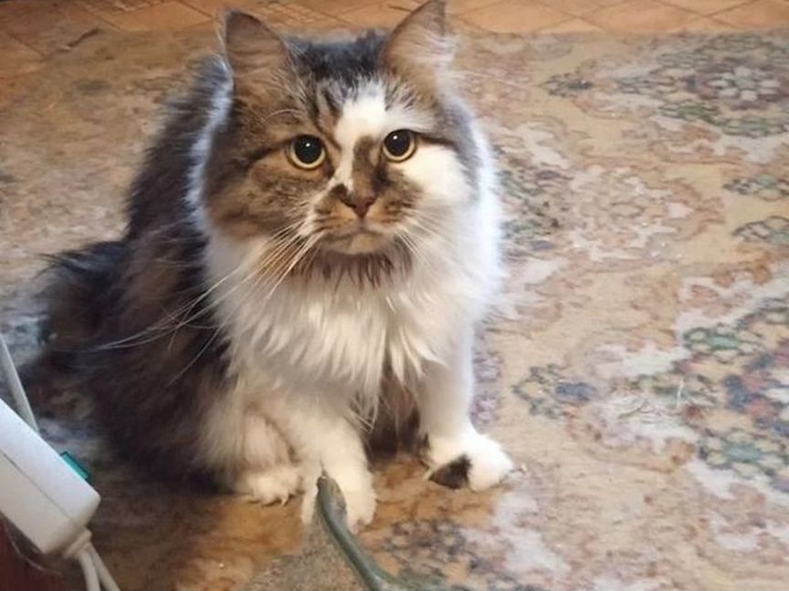 Очень нужен дом