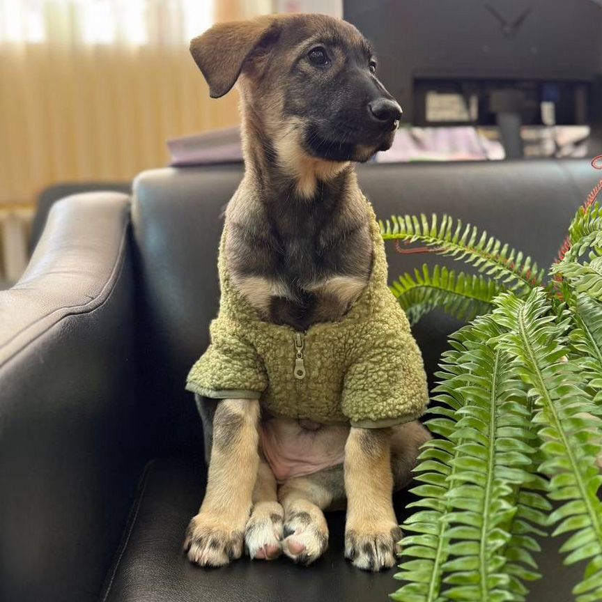 Щенок в добрые руки