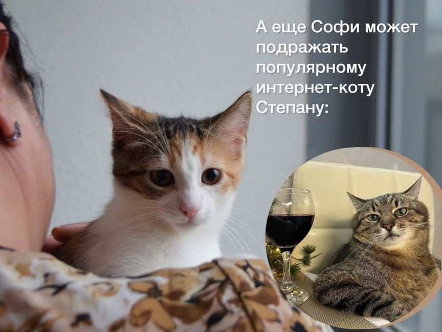 Котенок девочка бесплатно