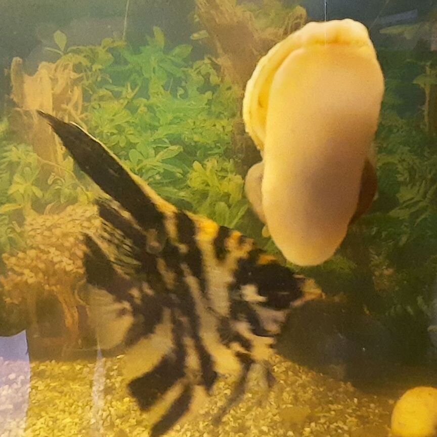 Ампулярии цветные