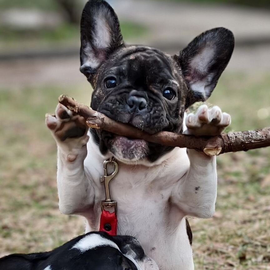 Французский бульдог, щенок