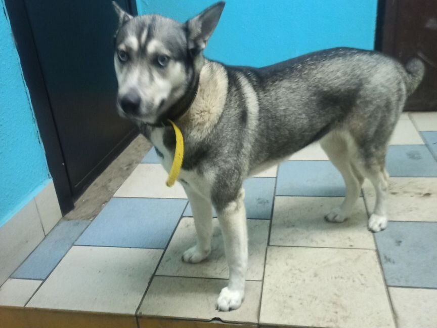 Смесь хаски и овчарки