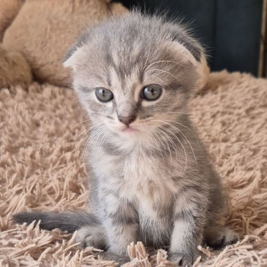 Шотландские вислоухие котята