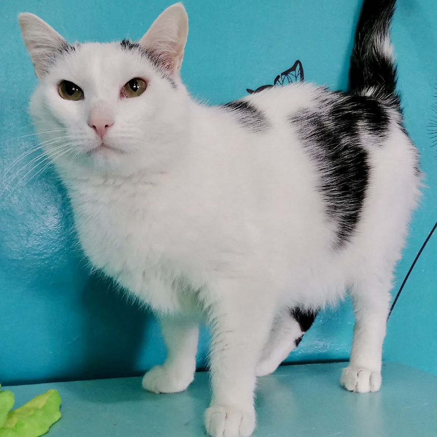 Взрослый кот в добрые руки