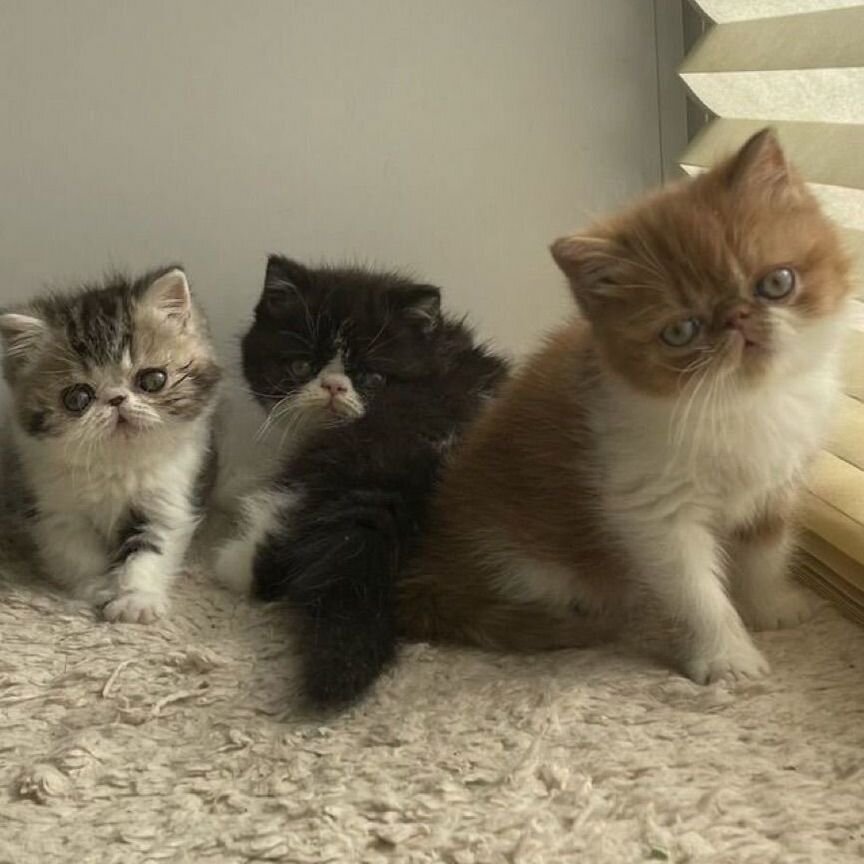 Экзотический короткошёрстный котёнок