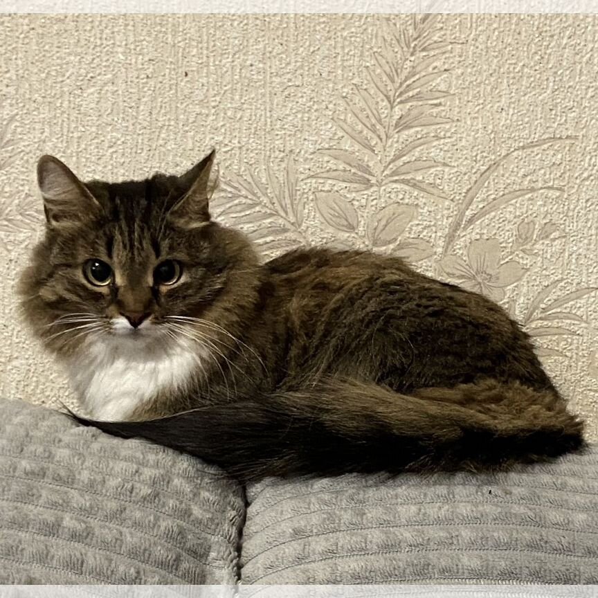 Взрослая кошка в добрые руки