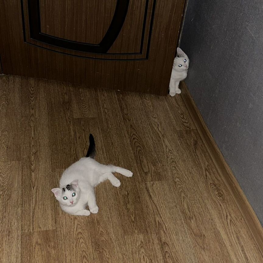 Кошки