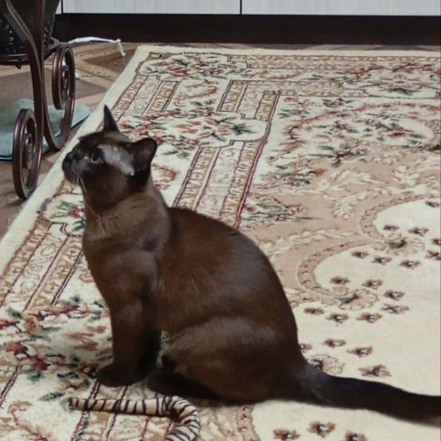 Вязка кошек