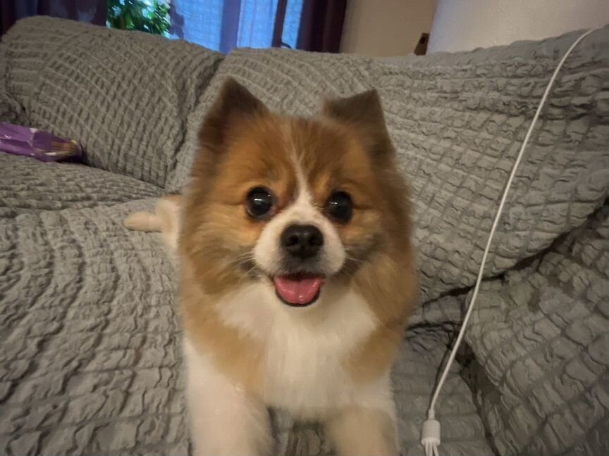 Шпиц немецкий для вязки