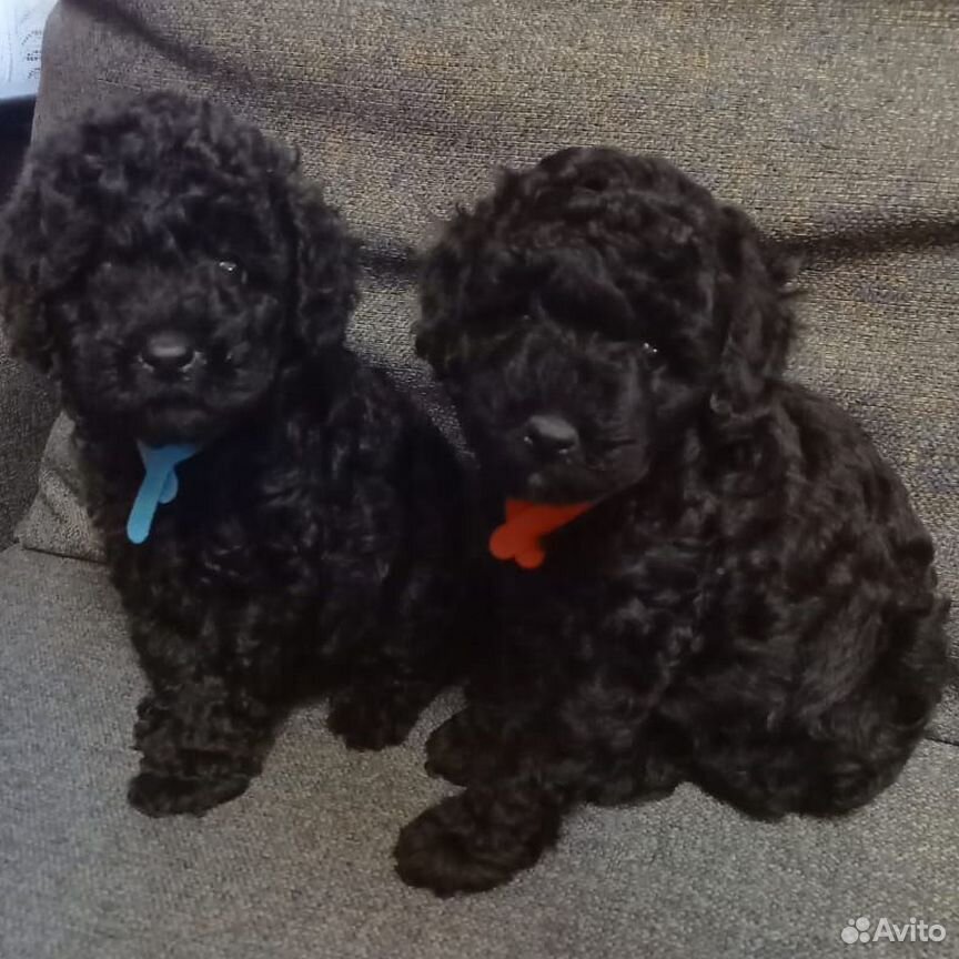 Двое из ларца