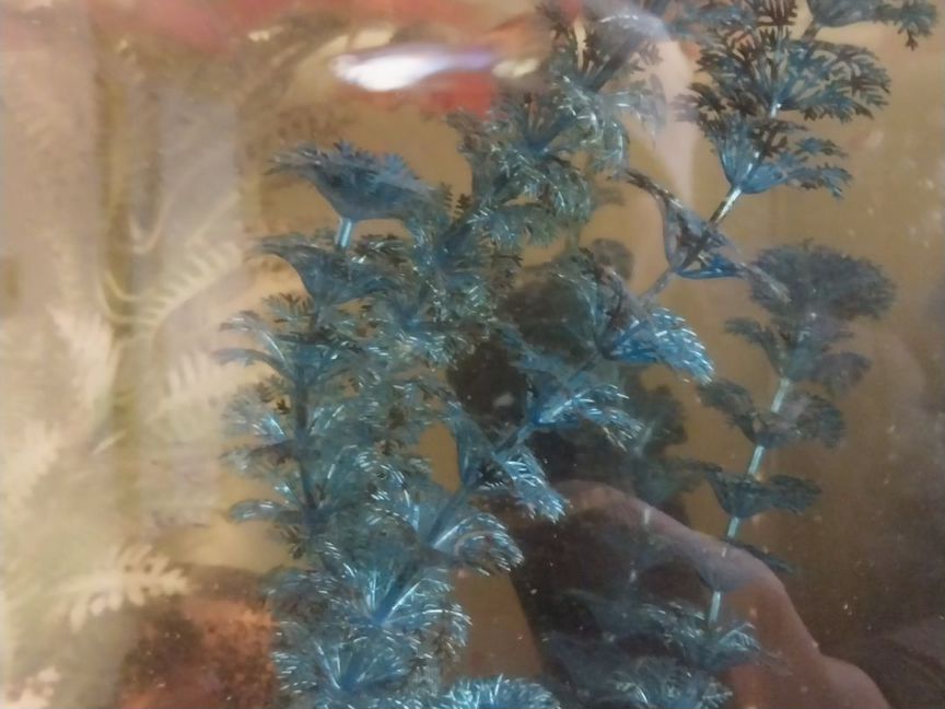 Продам две аквариум 60л второй 80л 128шт рыбкой