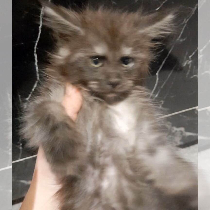 Мейн-кун котёнок