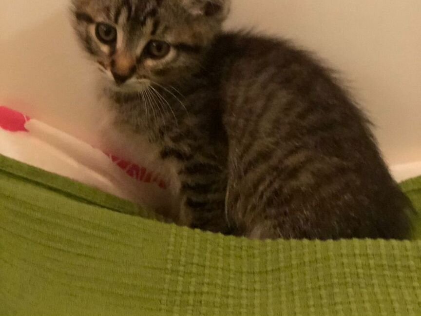 Котята в добрые руки бесплатно