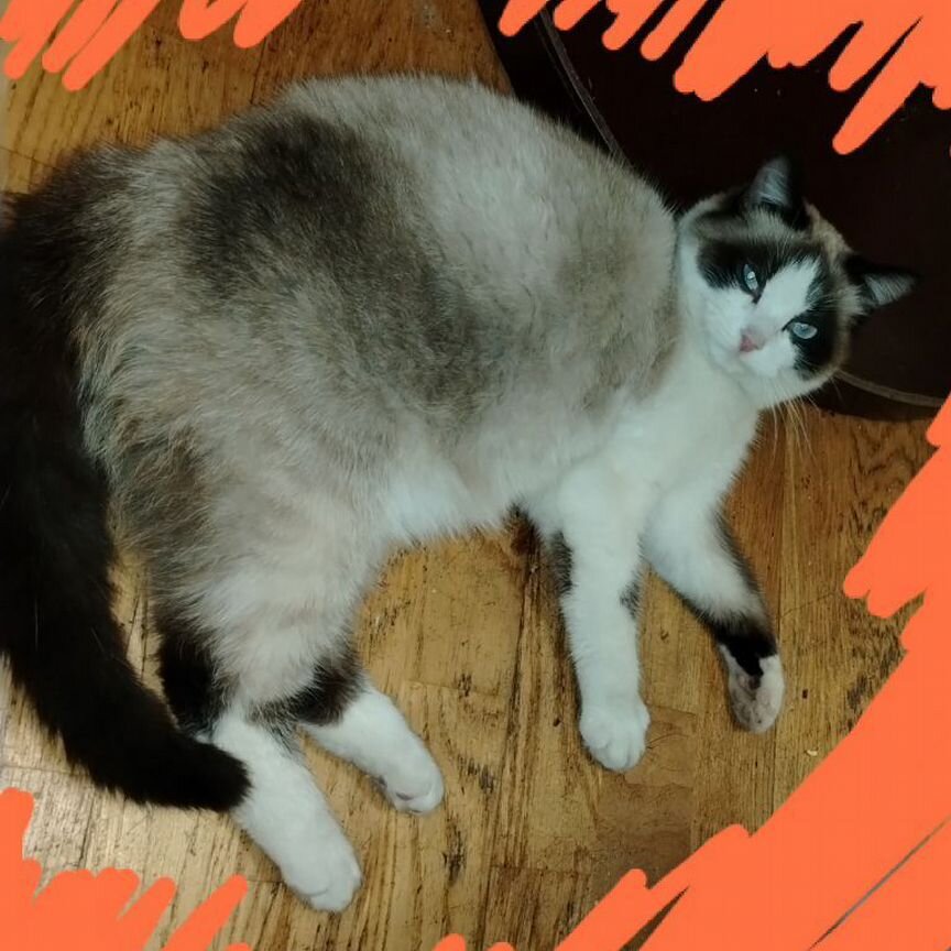 Котёнок в добрые руки