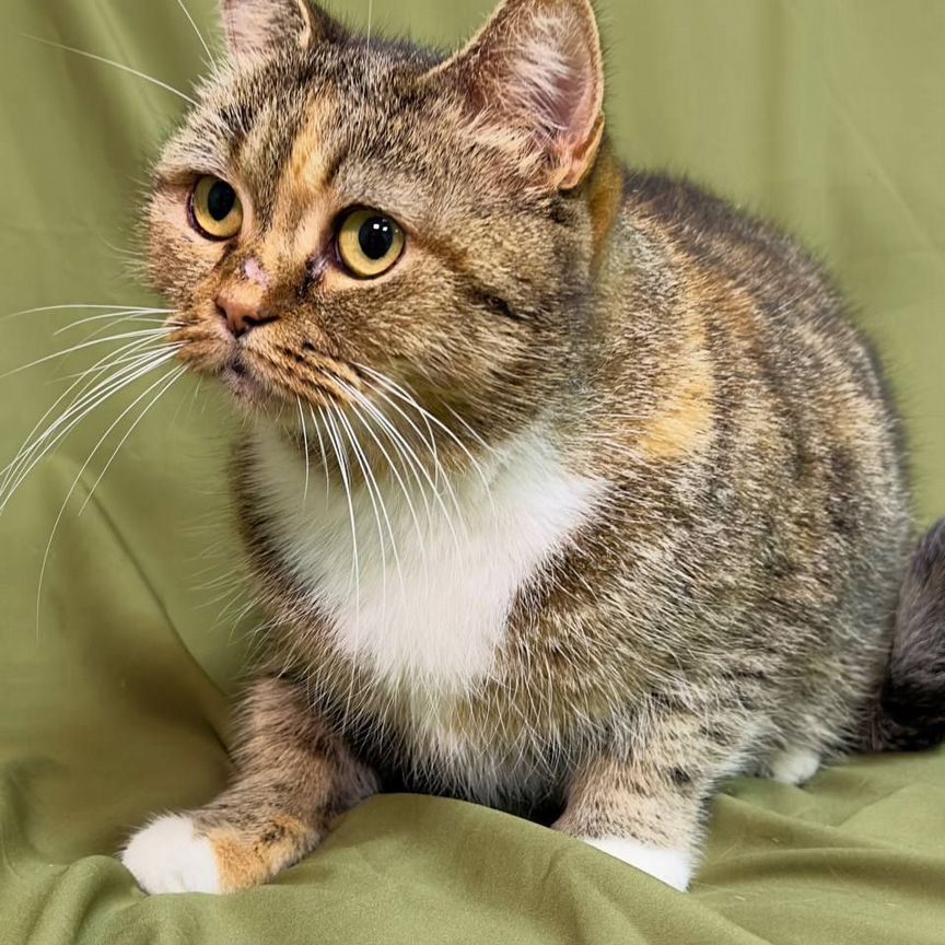 Осталась на улице после смерти хозяйки