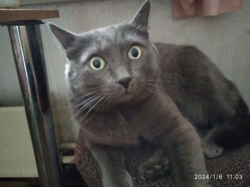 Котик британец 8 лет