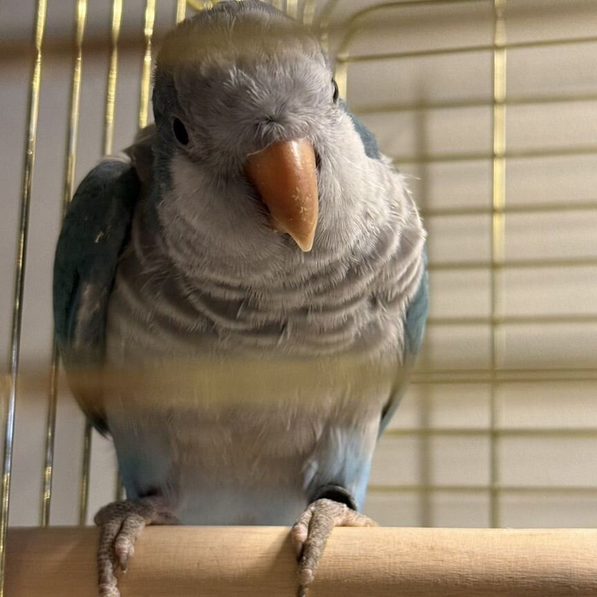 Попугай монах