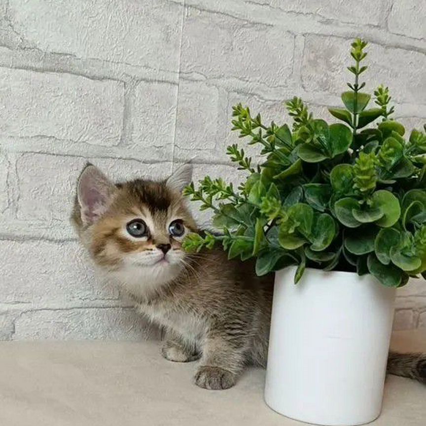 Домашние котята