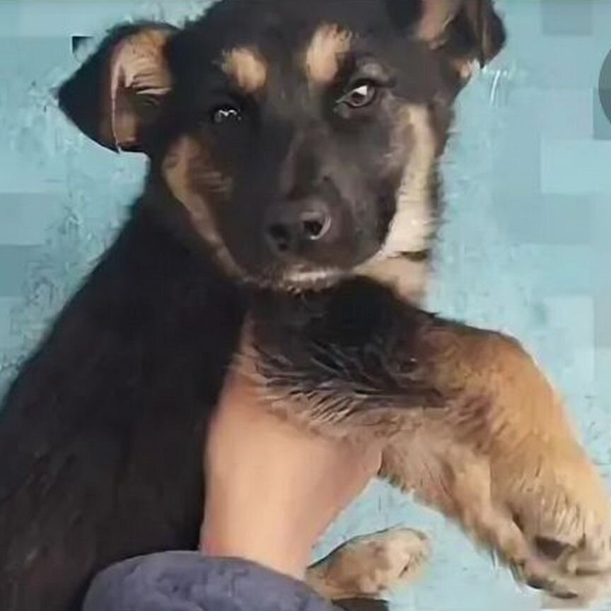 Щенок в добрые руки