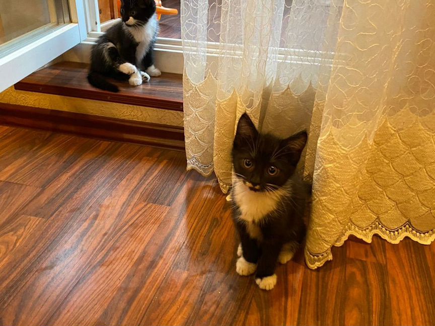 Котята в добрые руки бесплатно