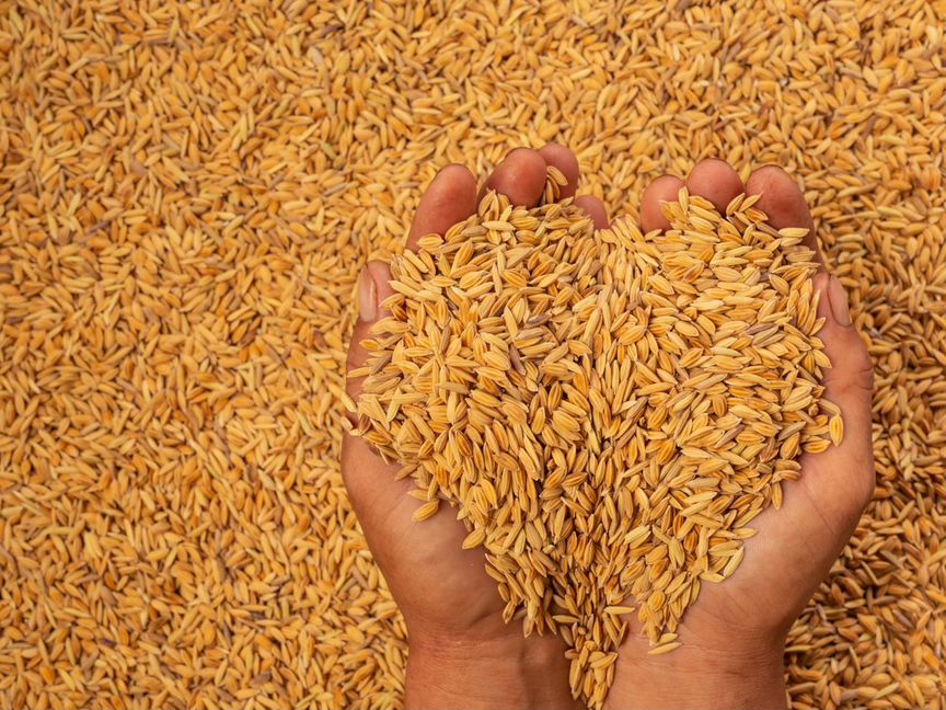 Продам зерно