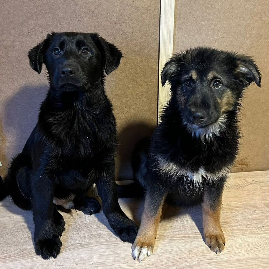 Щенки ищут дом