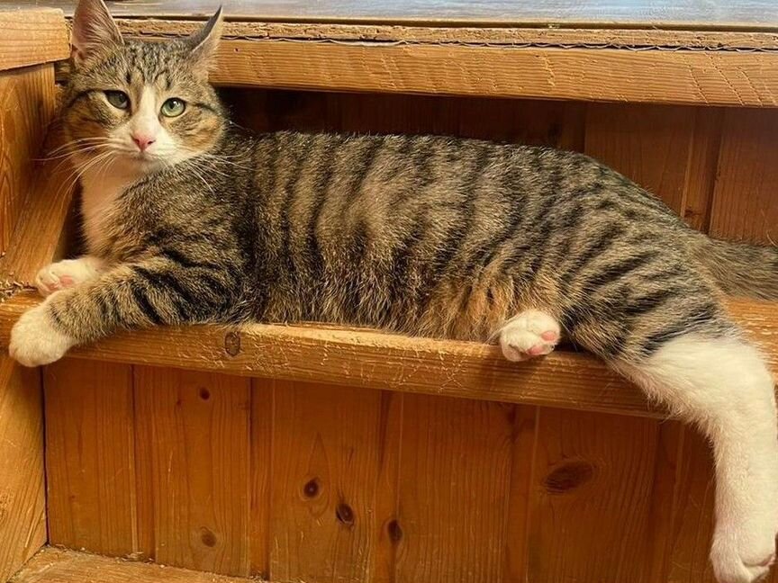 Офигенный ласковый котенок ищет дом