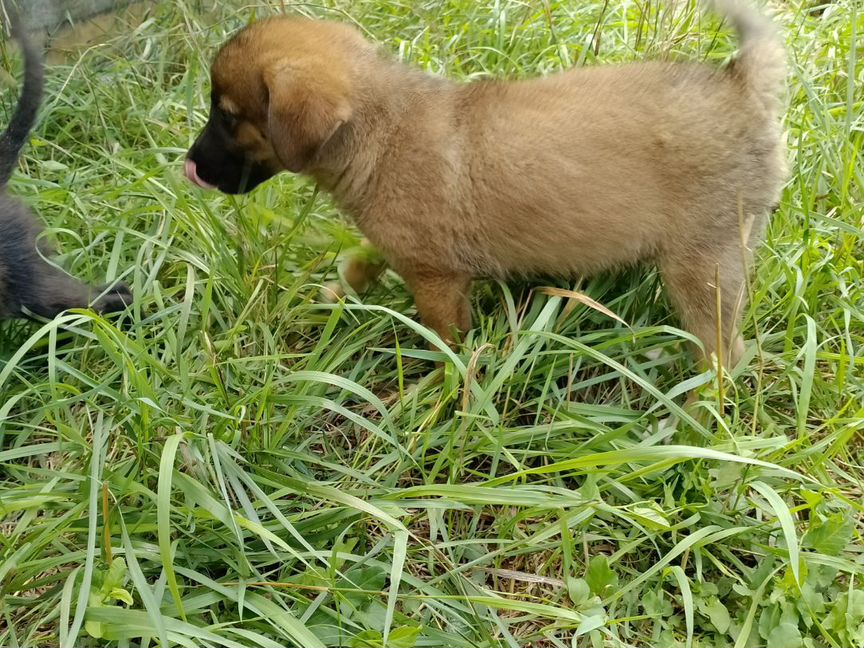 Привитые дворяне