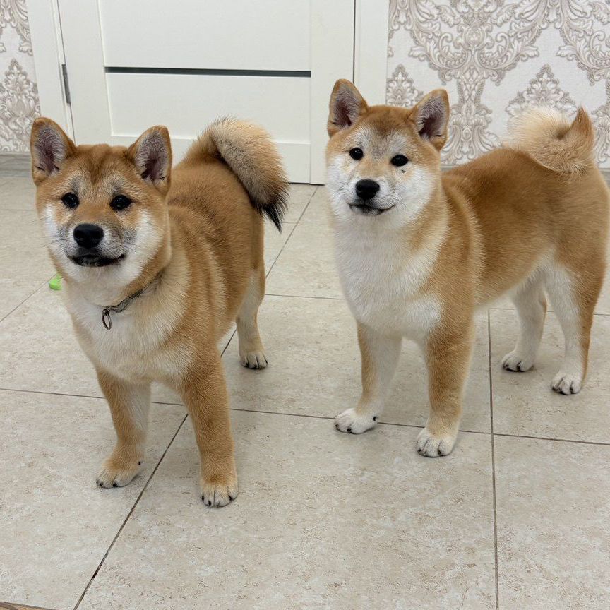 Сиба-ину, щенок