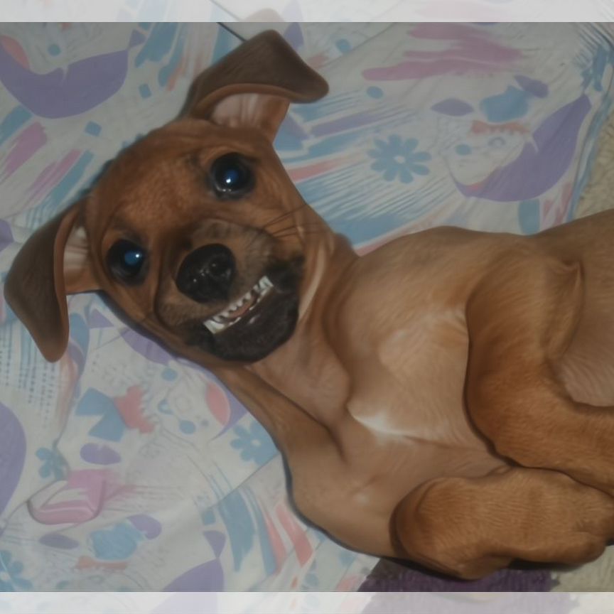 Русский той-терьер, щенок