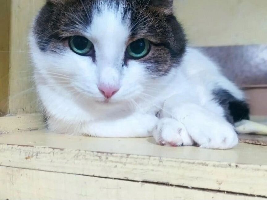 Кошки в дар
