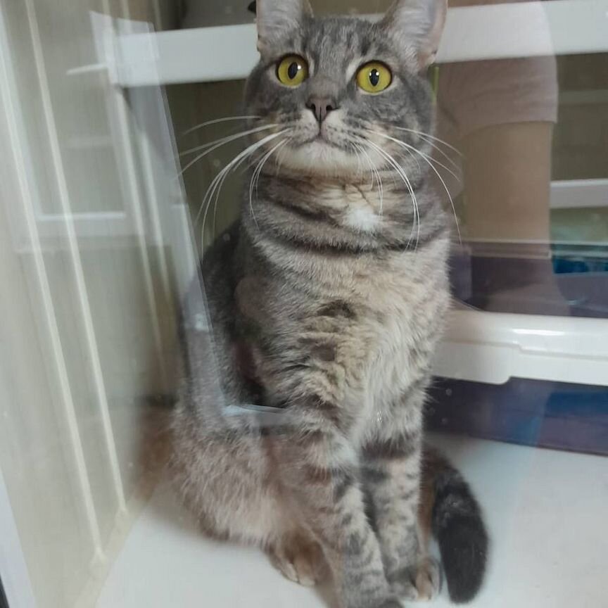 Котик Ёжа