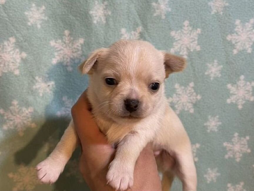 Щенки чихуахуа