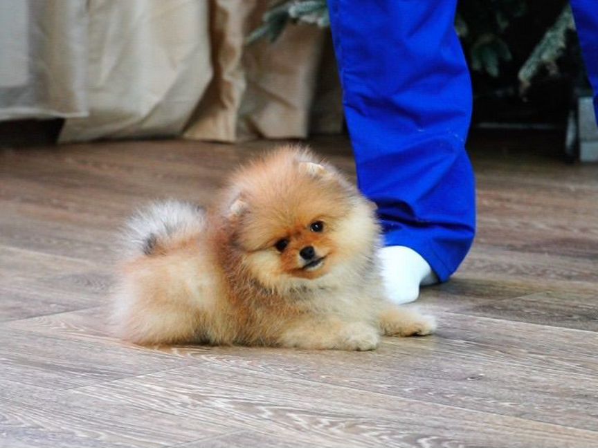 Помераночка мини